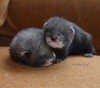 Fuzzy Ferrets of the Far North - Adoption Photos