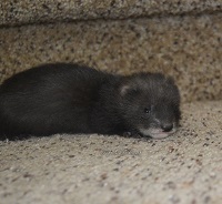 Fuzzy Ferrets of the Far North - Adoption Photos