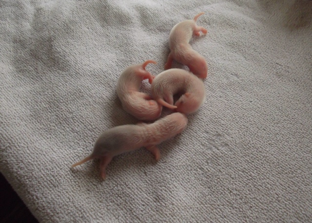 Fuzzy Ferrets of the Far North - Adoption Photos