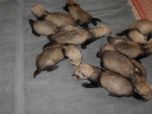 Fuzzy Ferrets of the Far North - Adoption Photos