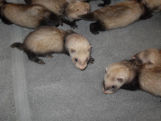 Fuzzy Ferrets of the Far North - Adoption Photos