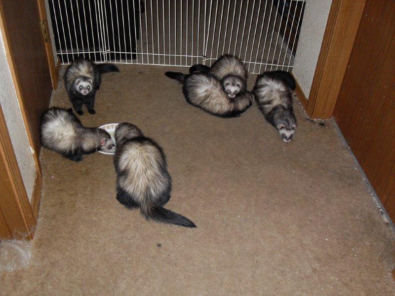 Fuzzy Ferrets of the Far North - Adoption Photos