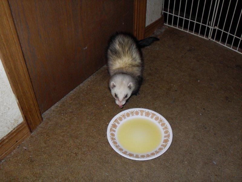 Fuzzy Ferrets of the Far North - Adoption Photos